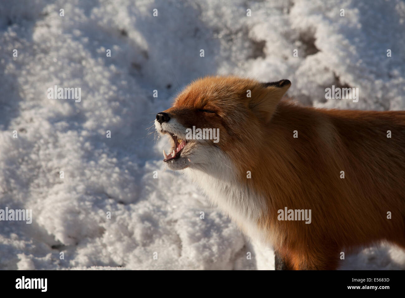 Fox teeth hi-res stock photography and images - Alamy