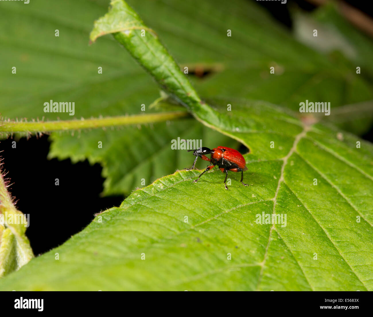 Red beetle Hazel Leaf-roller Apoderus coryli on Hazel leaf Stock Photo ...