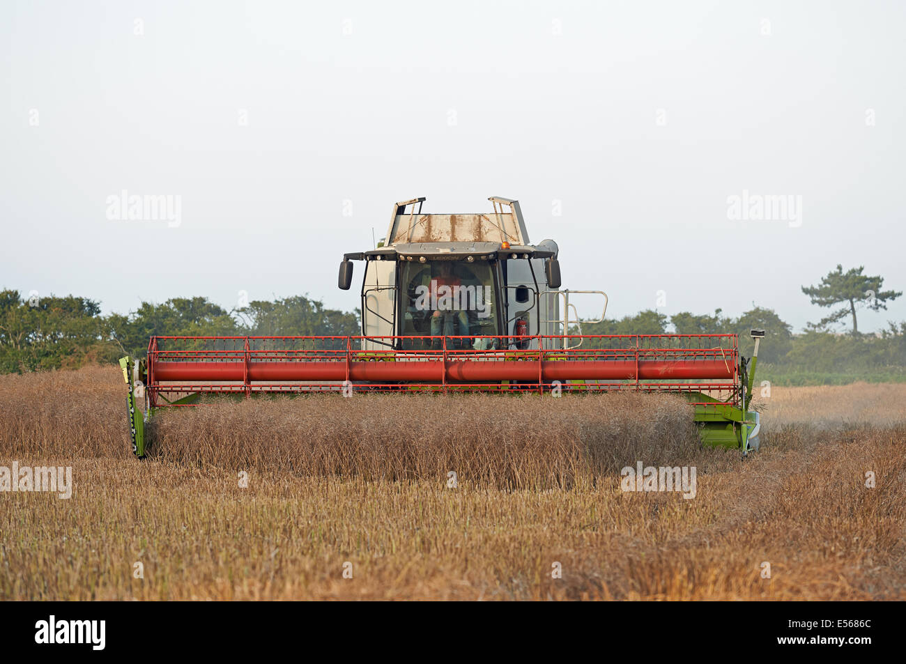 Claas Lexion 740 combine harvester cutting oil-seed rape Stock Photo ...