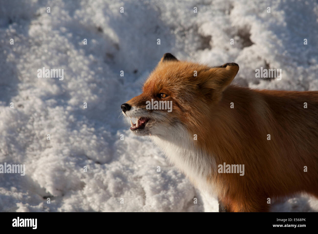 Fox teeth hi-res stock photography and images - Alamy