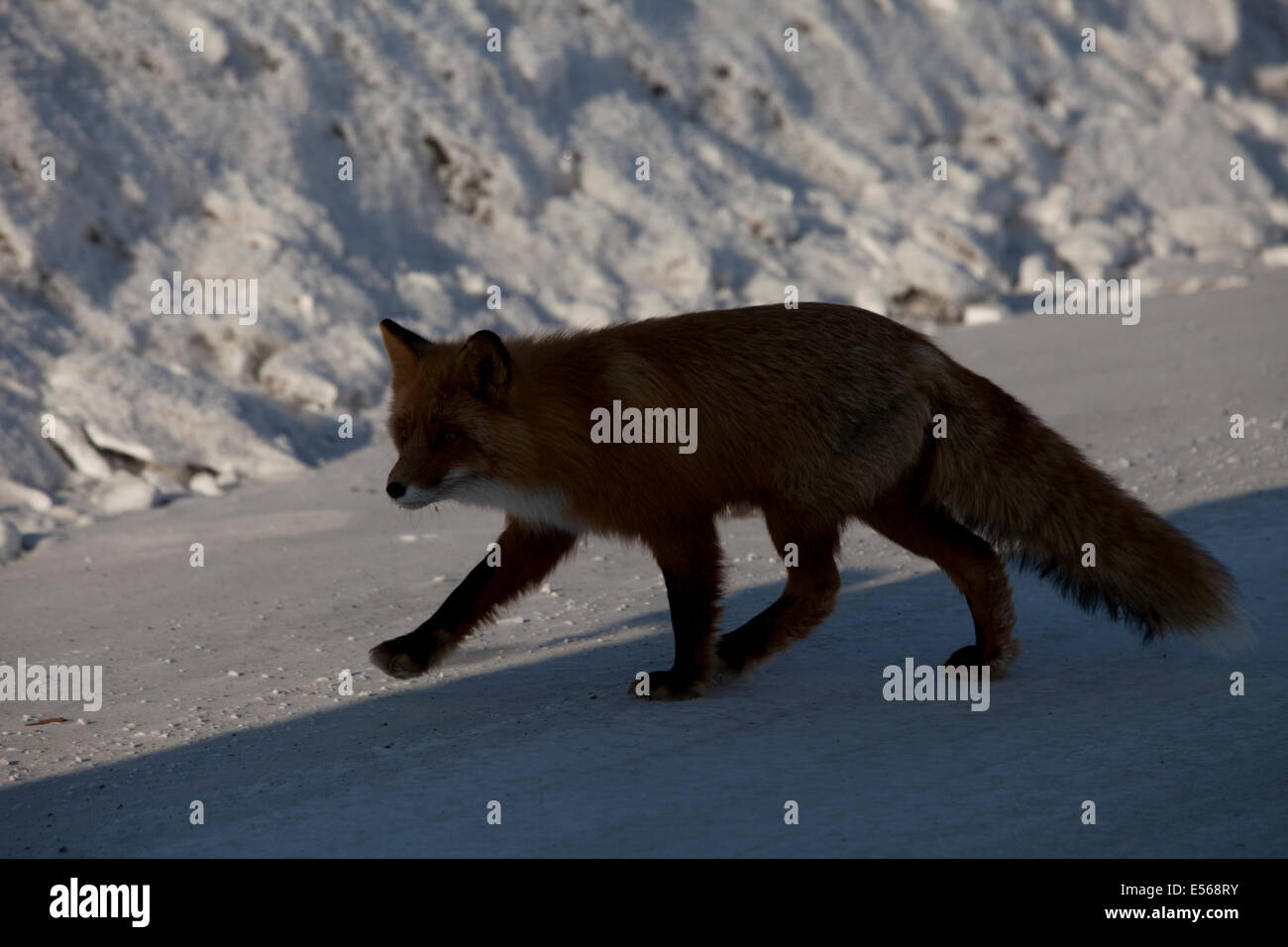 Siberian fox in snow silhouette shadow sun ice Stock Photo - Alamy