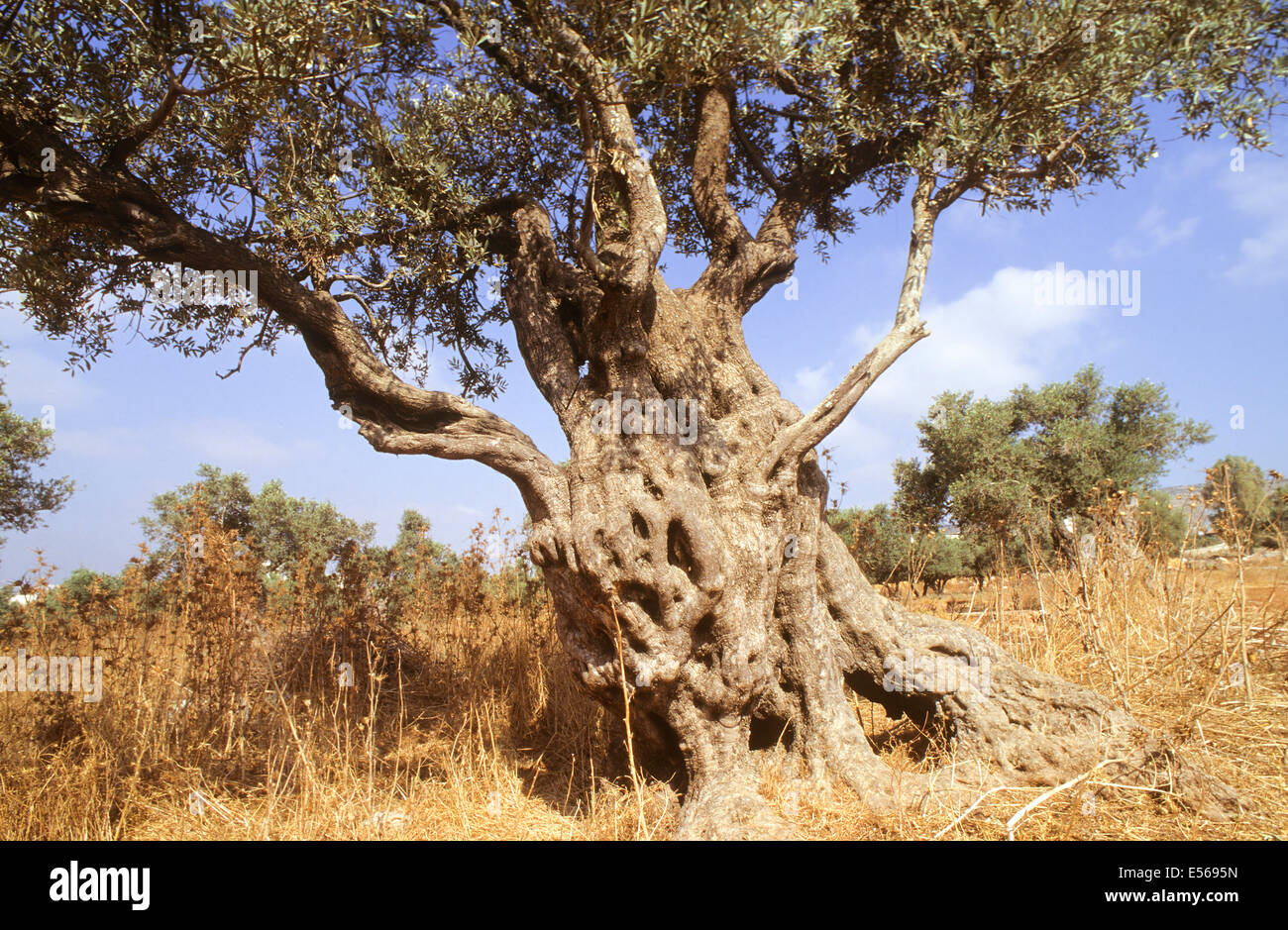 The trunk of an old olive tree Stock Photo - Alamy