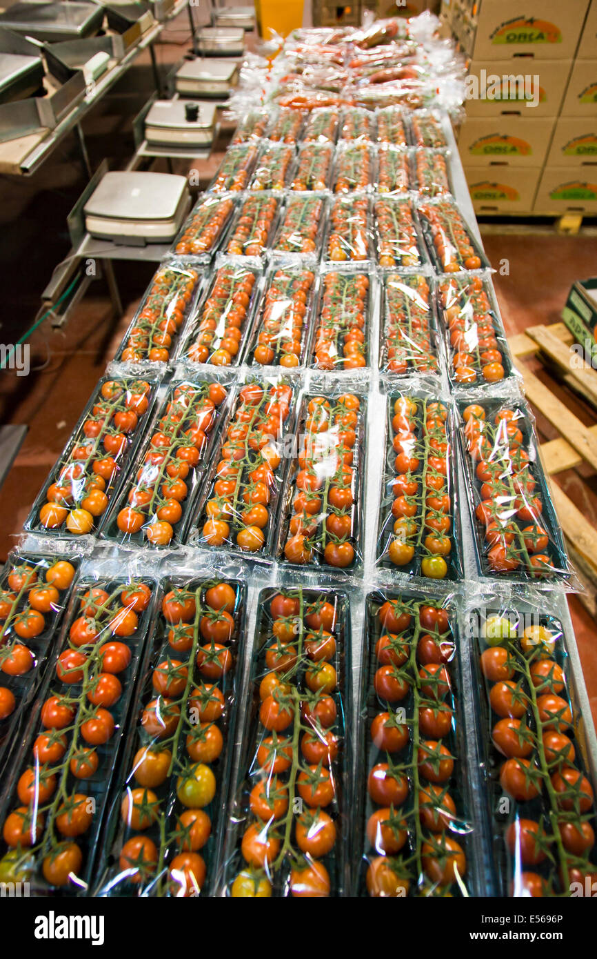 Tomato packing line Stock Photo - Alamy
