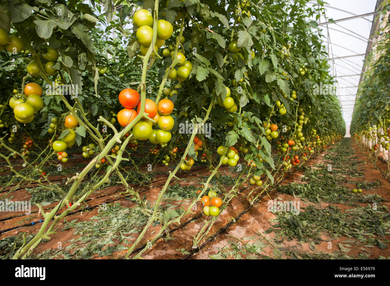 Israel tomato crop growing hi-res stock photography and images - Alamy