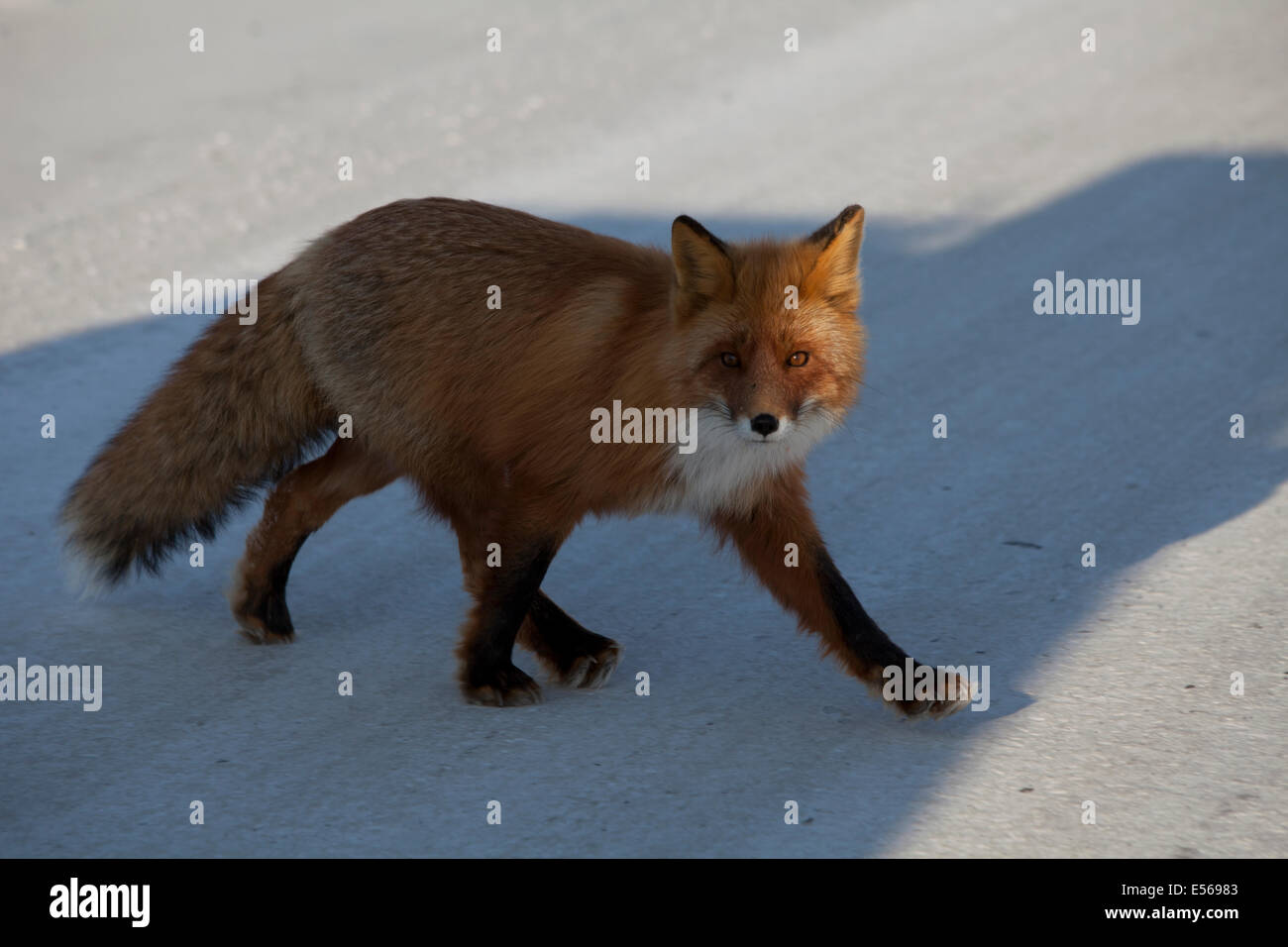 Siberian fox in snow Stock Photo - Alamy