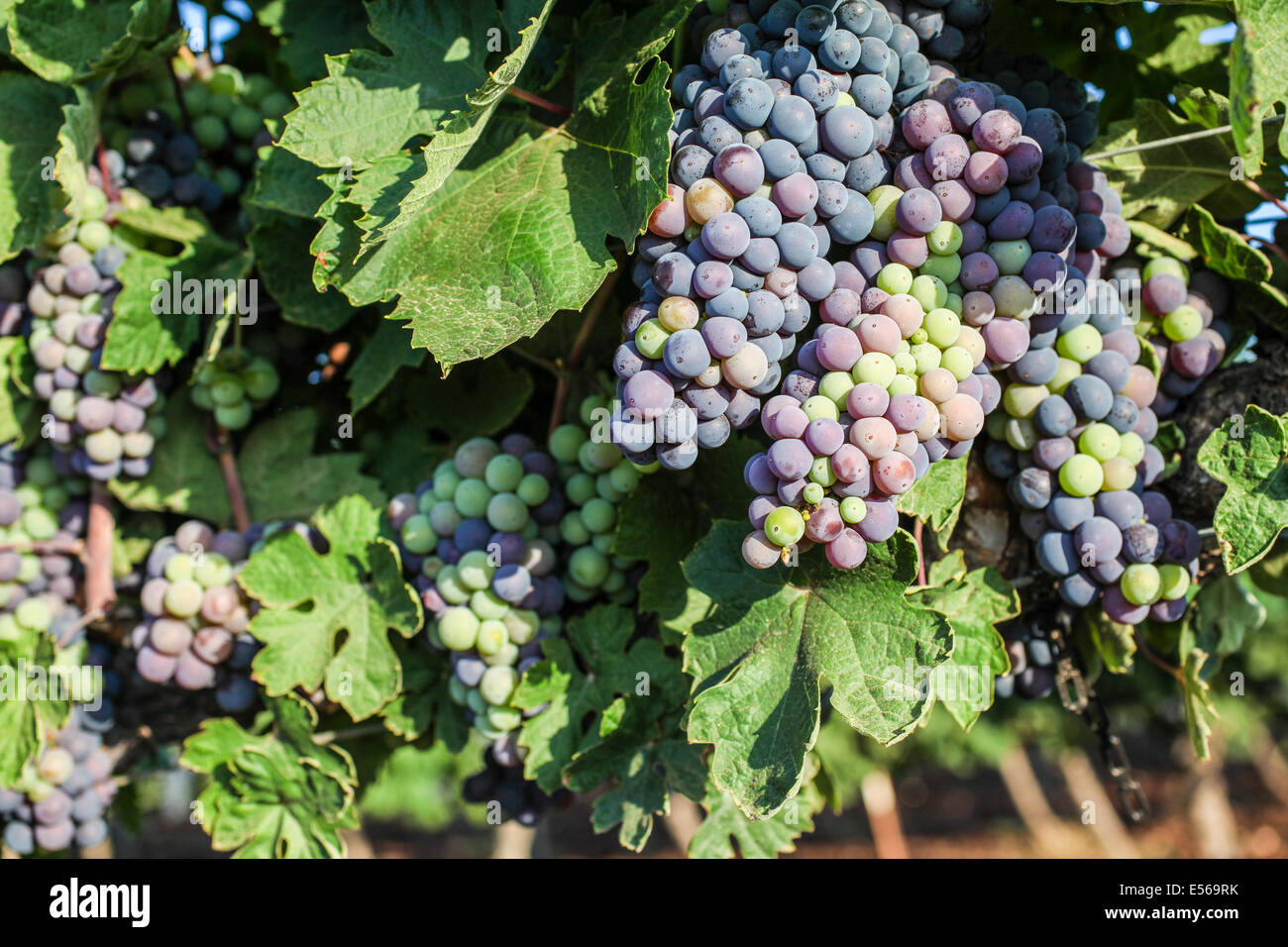 Ripe grapes on a vine in a vineyard Photographed in Kfar Tabor, Israel ...