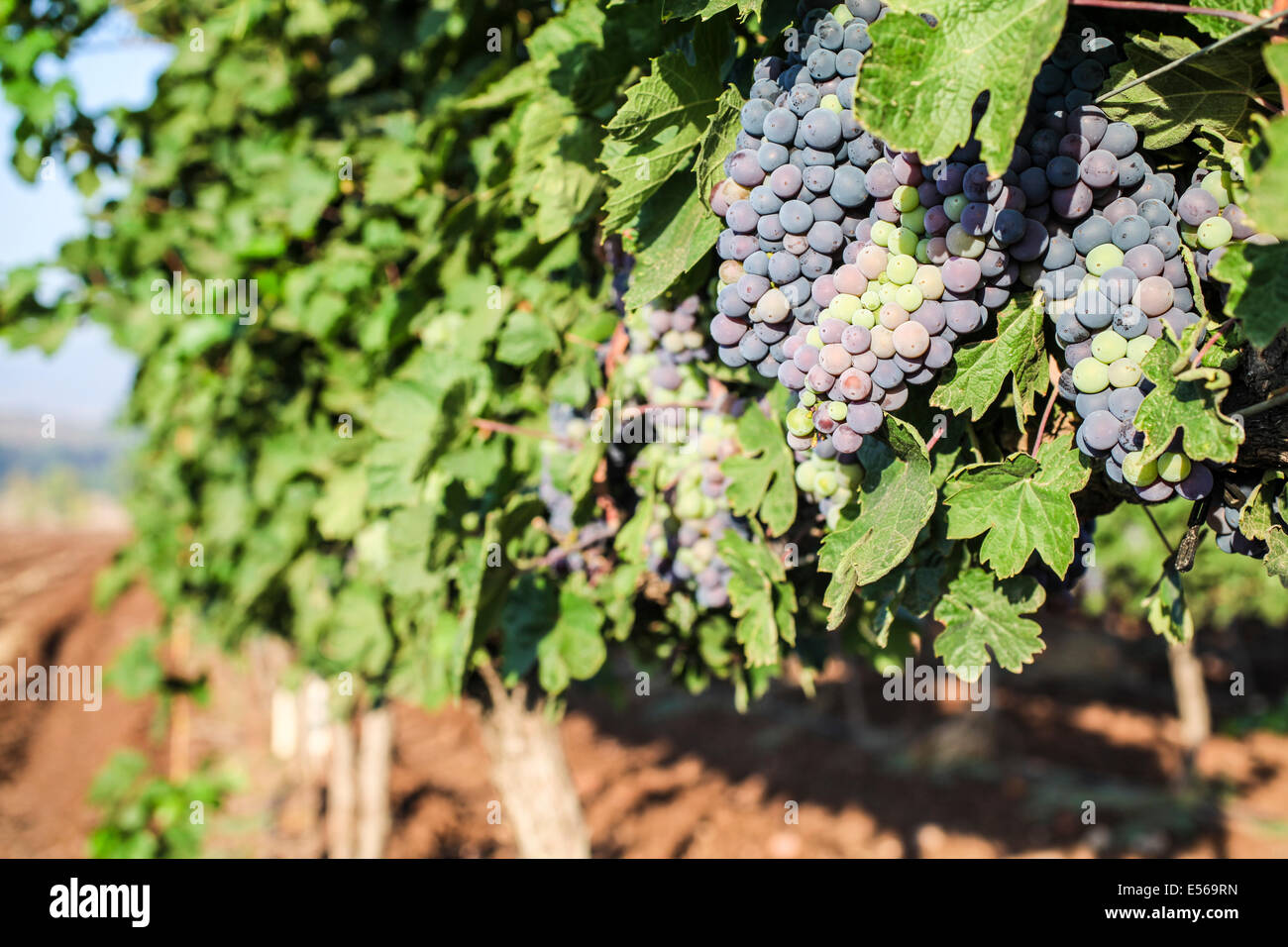 Ripe grapes on a vine in a vineyard Photographed in Kfar Tabor, Israel ...
