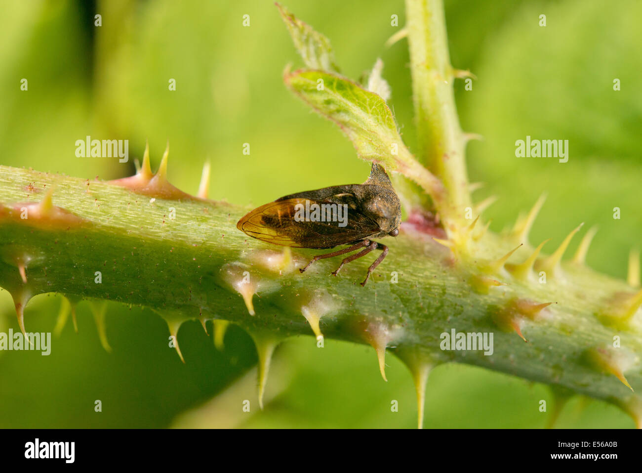 British insect Horned Tree Hopper Centrotus cornutus on plant stem ...