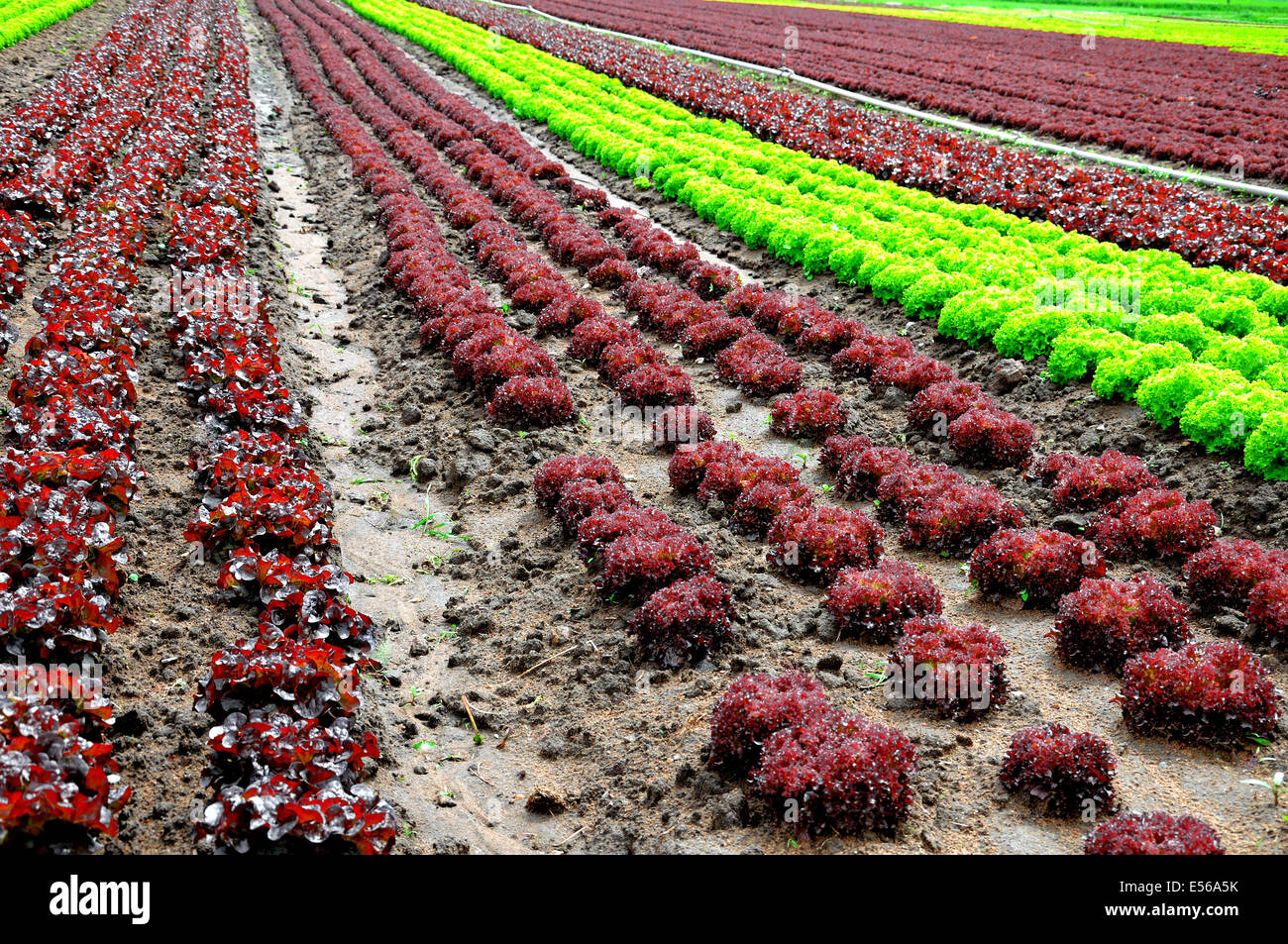 Lollo rosso bianco lettuce hi-res stock photography and images - Alamy