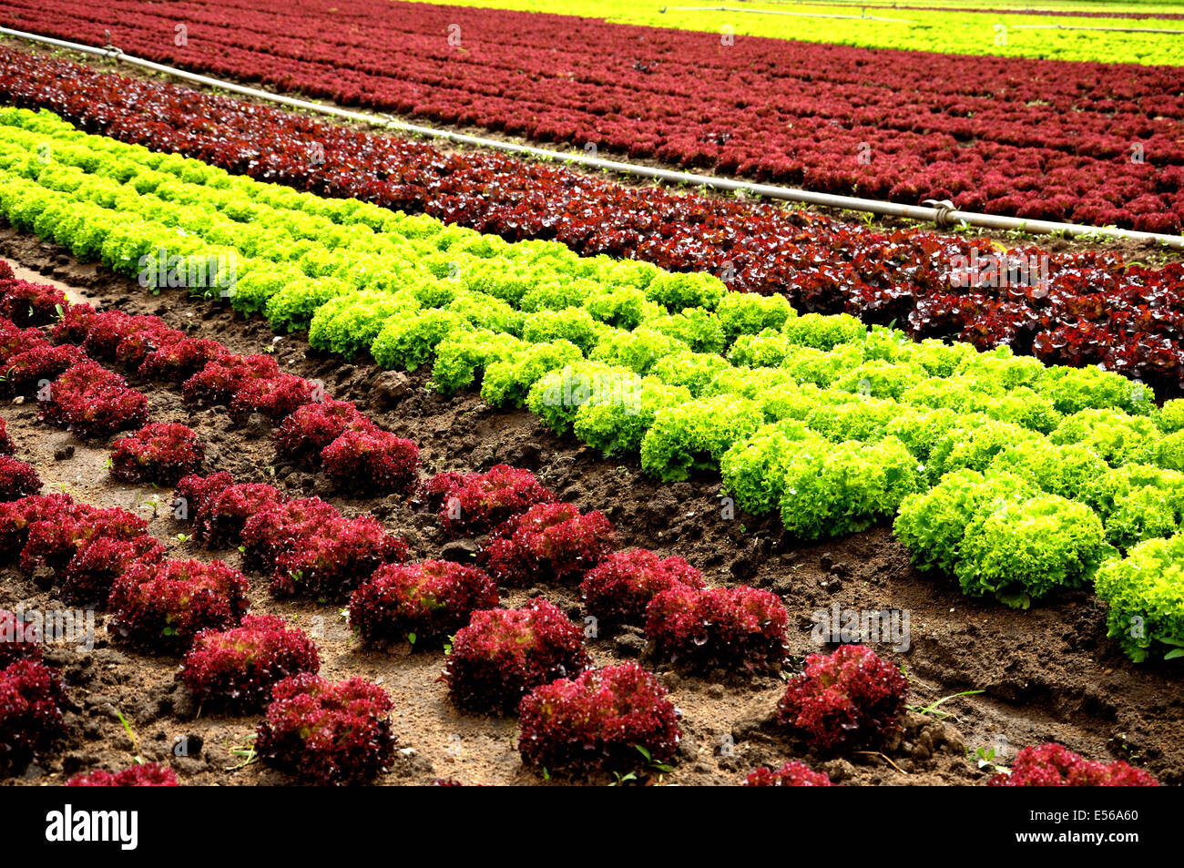 Lollo rosso bianco lettuce hi-res stock photography and images - Alamy