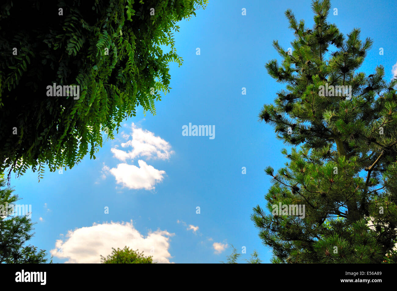 Framed by treetops hi-res stock photography and images - Alamy
