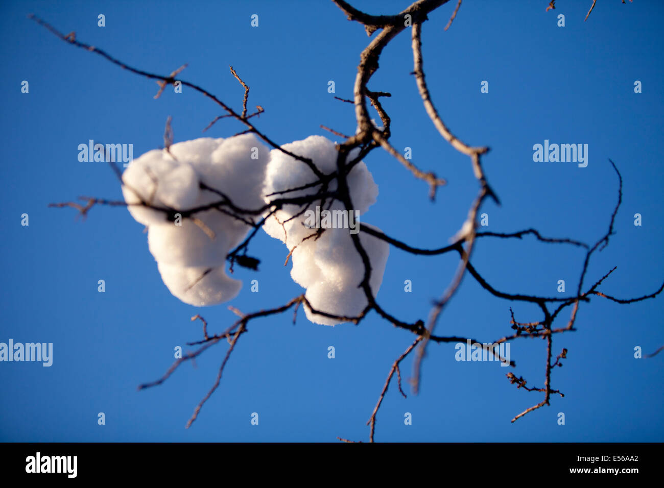 snow in tree branches blue sky Stock Photo - Alamy