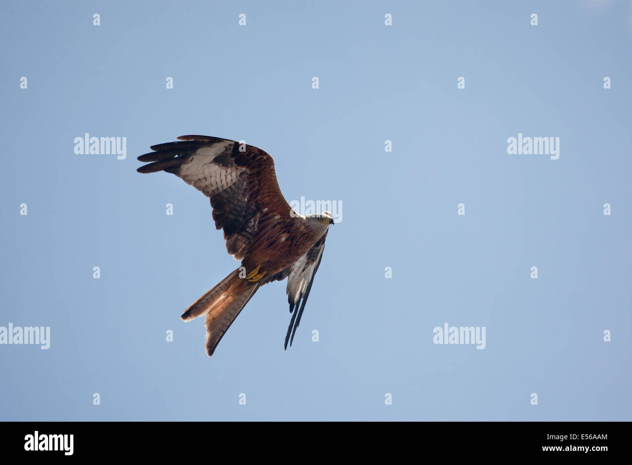 Red Kite in flight Stock Photo - Alamy