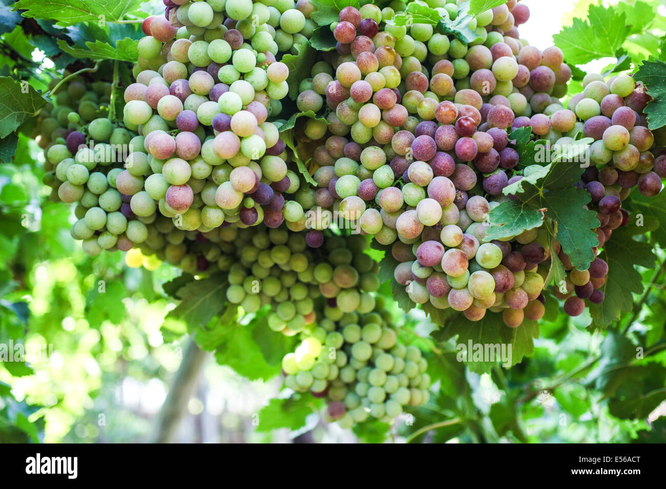 Ripe grapes on a vine in a vineyard Photographed in Kfar Tabor, Israel ...