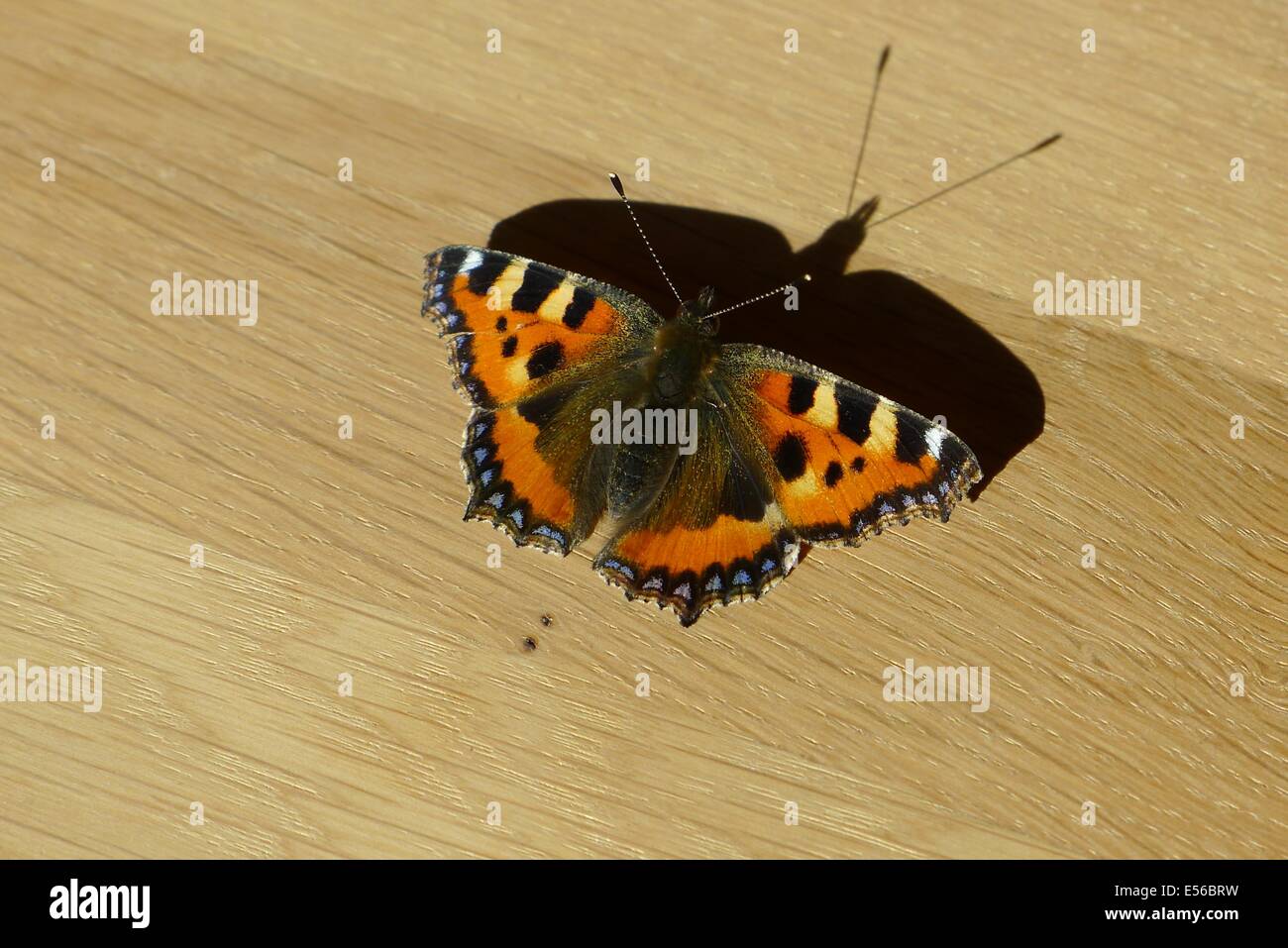 Small Tortoiseshell Butterfly Stock Photo - Alamy