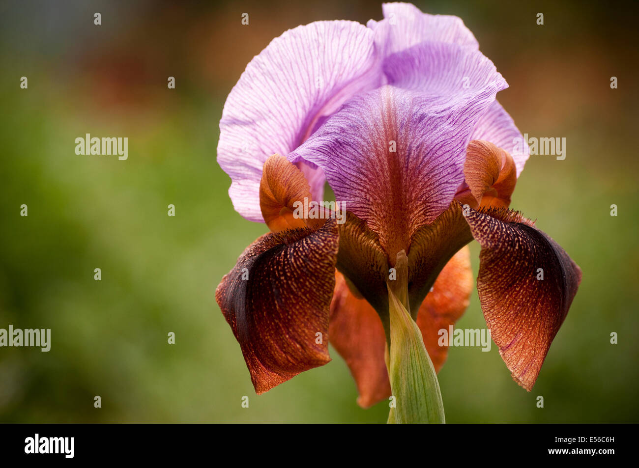 Nazareth Iris (Iris bismarckiana) A member of the cushion irises or ...