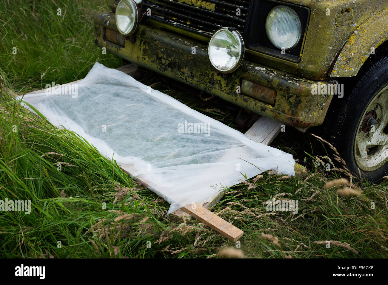 Collecting insects hi-res stock photography and images - Alamy