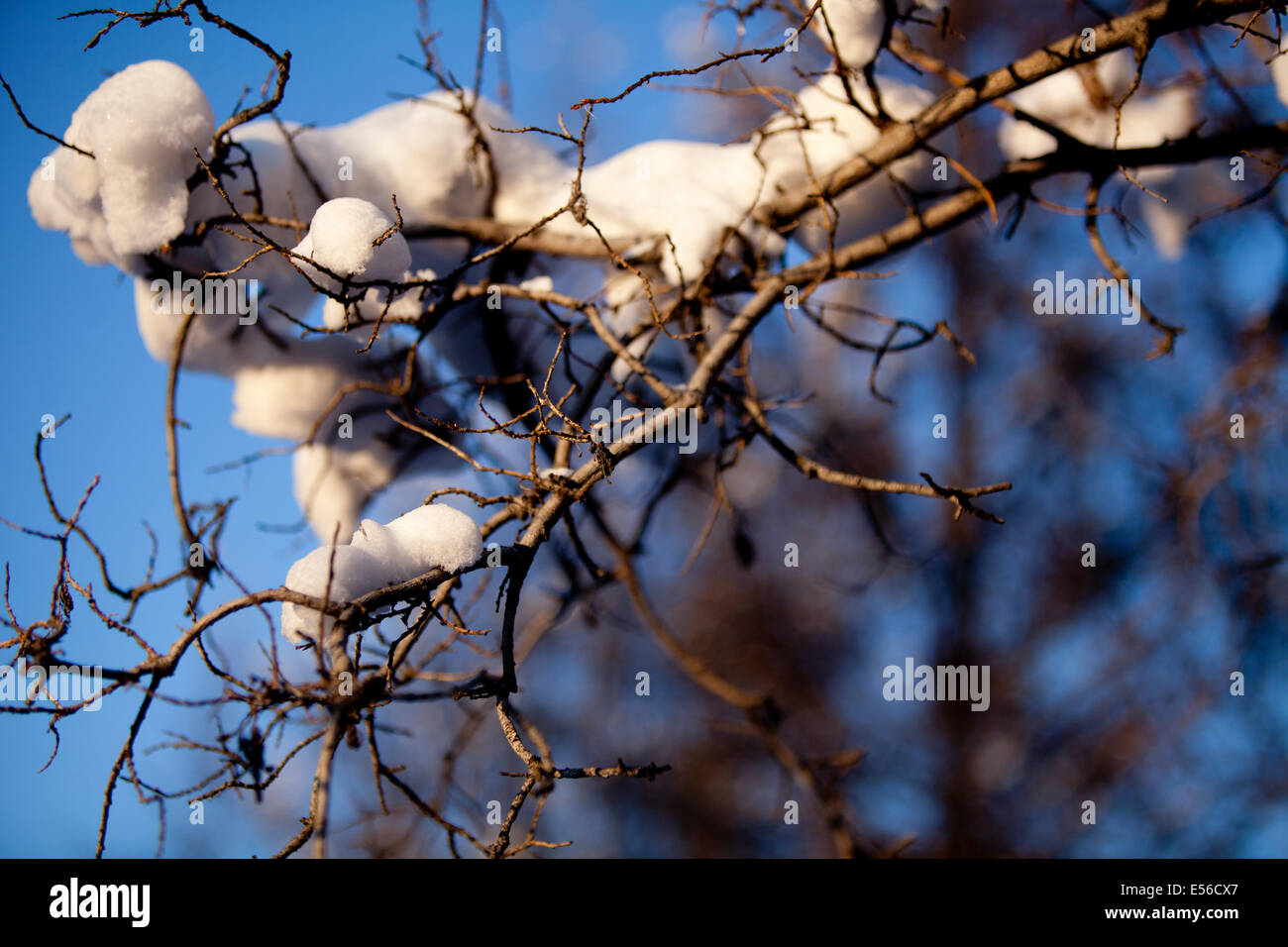 snow in tree branches blue sky Stock Photo - Alamy