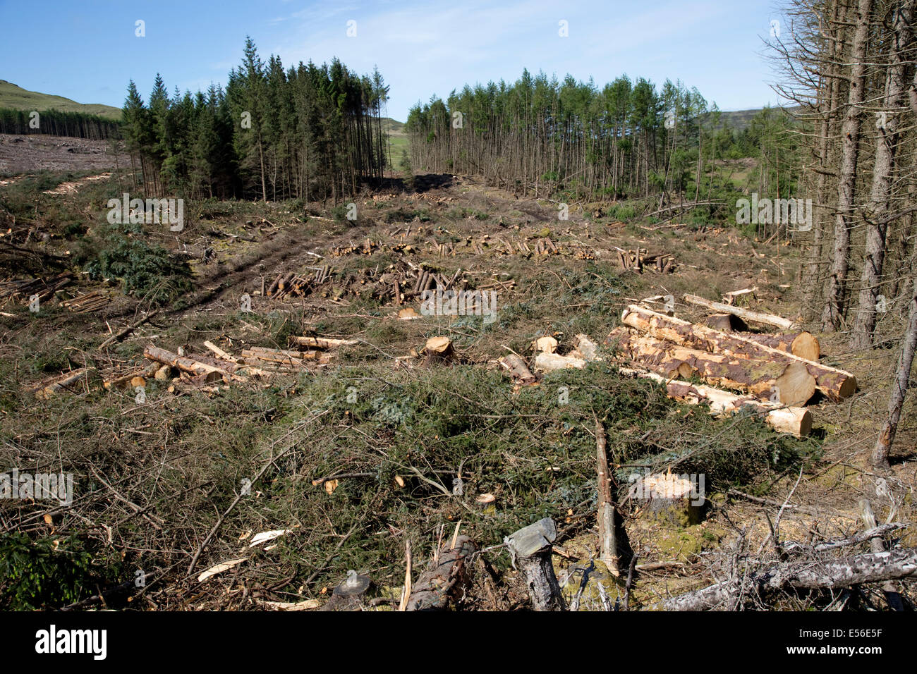 Harvesting trees hi-res stock photography and images - Alamy