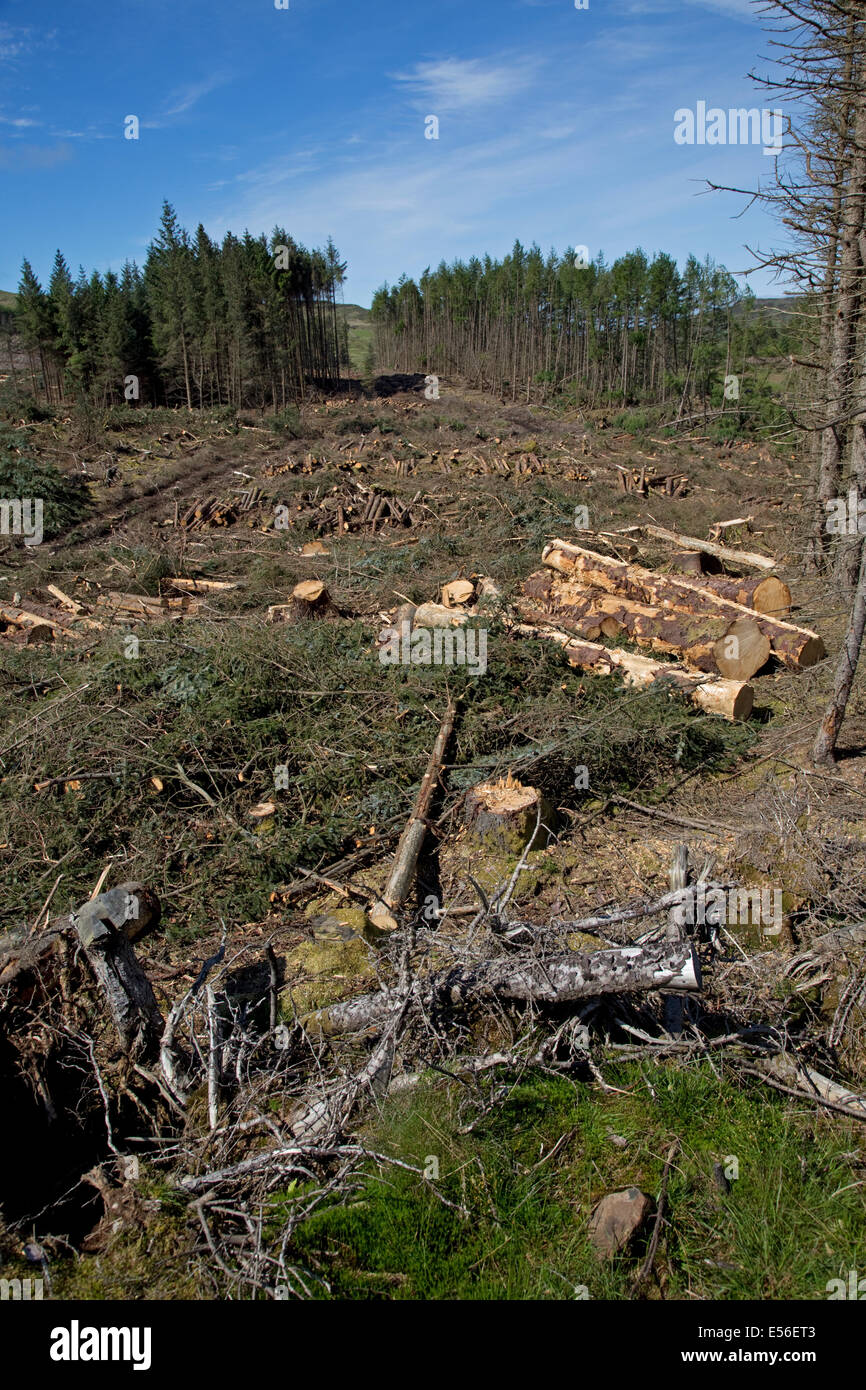 Harvesting pine trees North West Mull Community woodland Isle of Mull ...