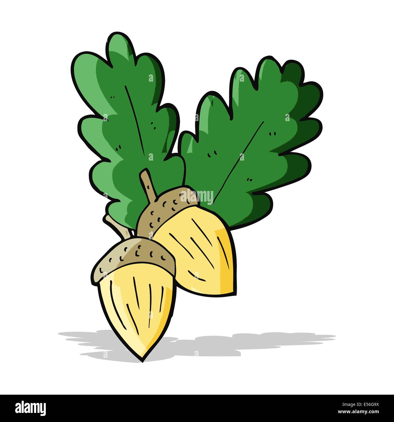 Acorns clip art line drawing hi-res stock photography and images - Alamy