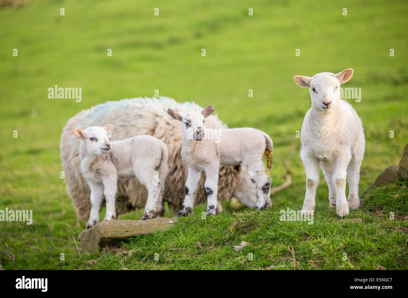 Lambs group black white hi-res stock photography and images - Alamy