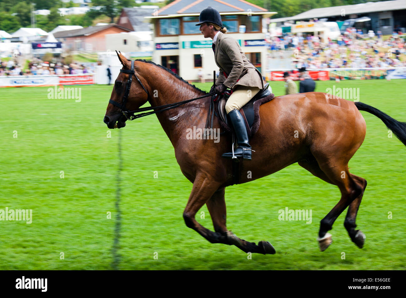 Royal welsh horse show hi-res stock photography and images - Alamy