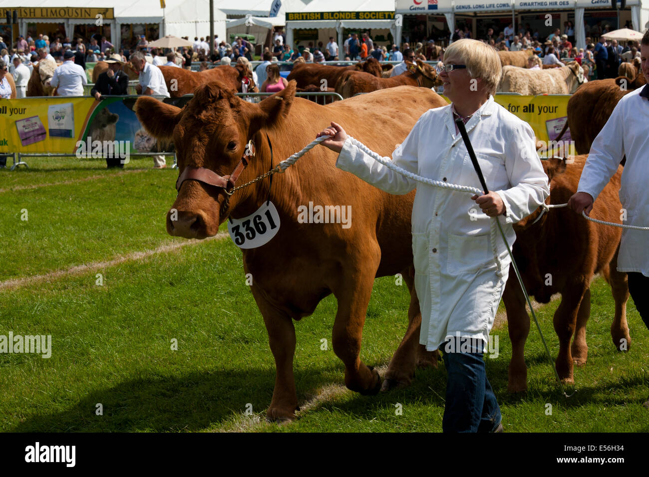 Prize cow hi-res stock photography and images - Alamy