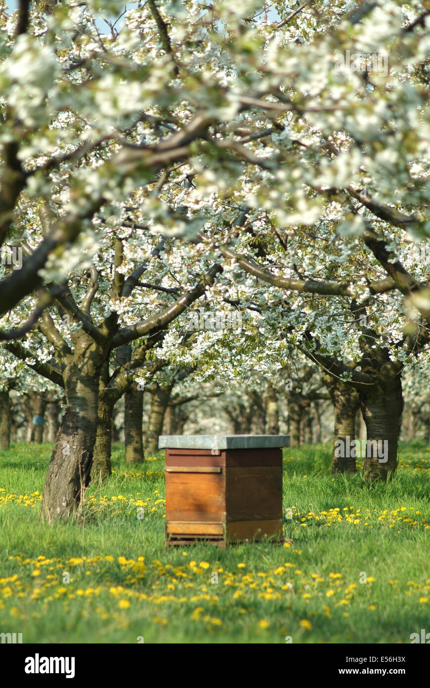 A Beehive placed under cherry trees in springtime - Germany Brandenburg ...