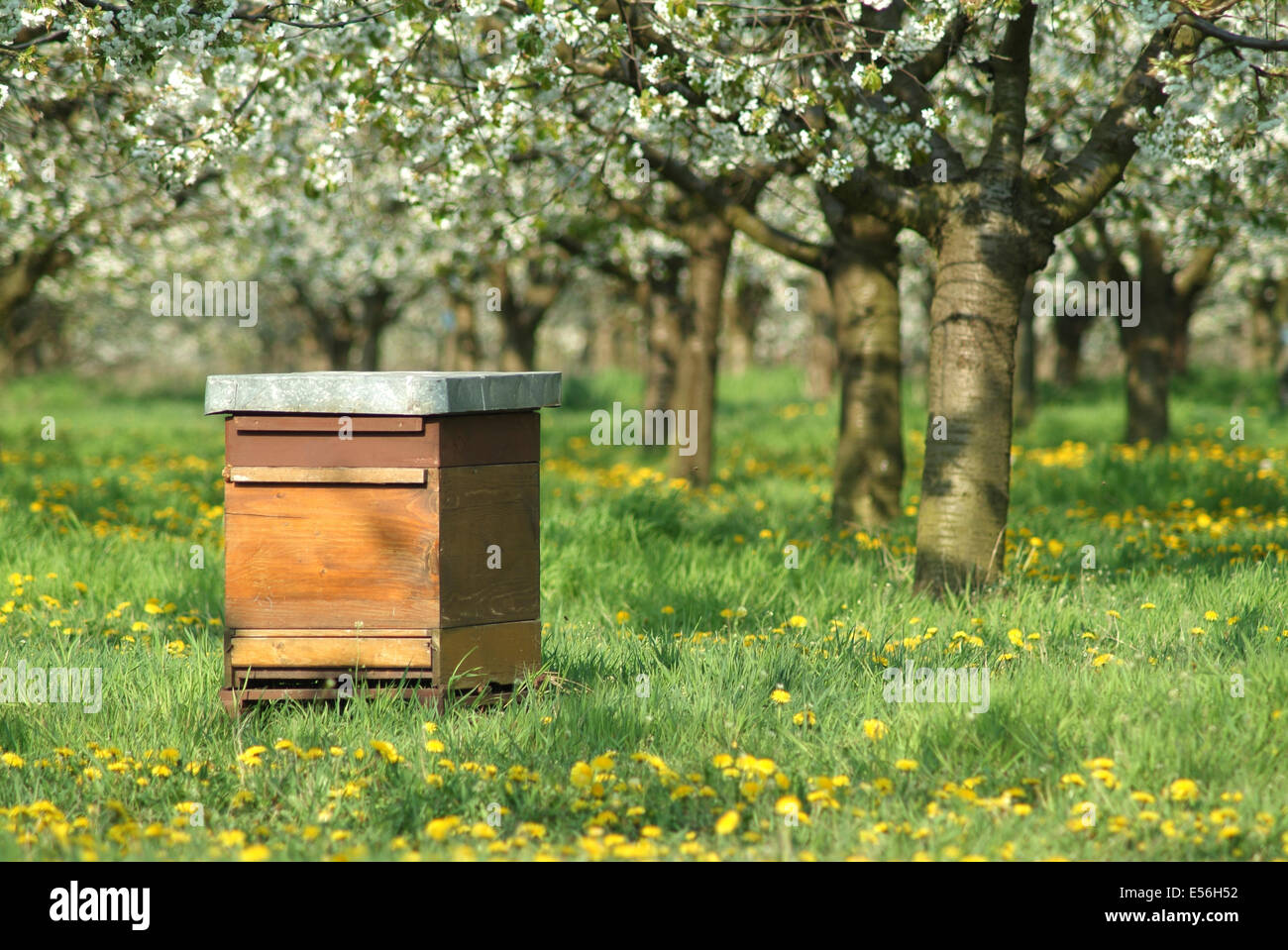 A Beehive placed under cherry trees in springtime - Germany Brandenburg ...