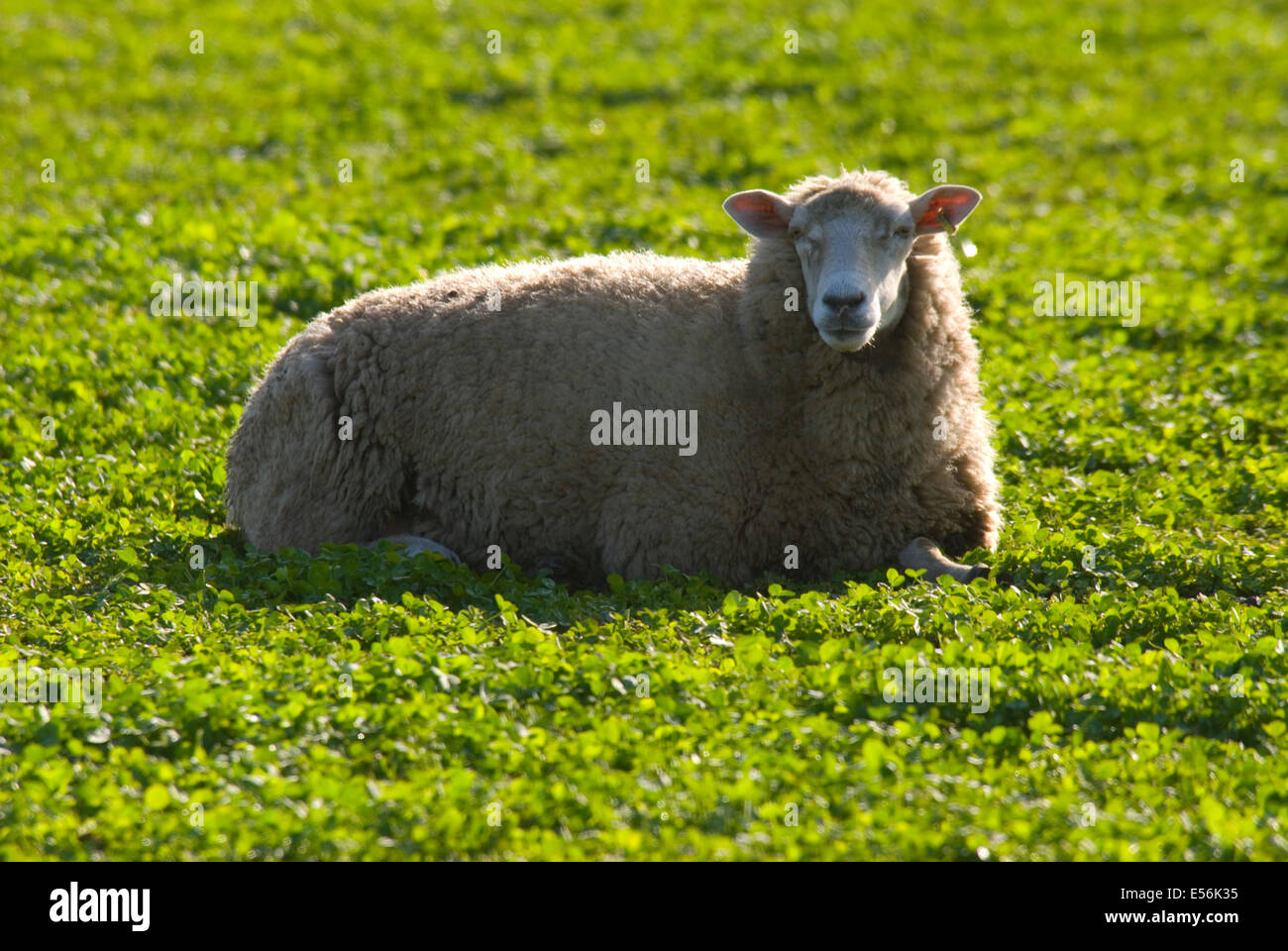Sheep, Linn County, Oregon Stock Photo - Alamy