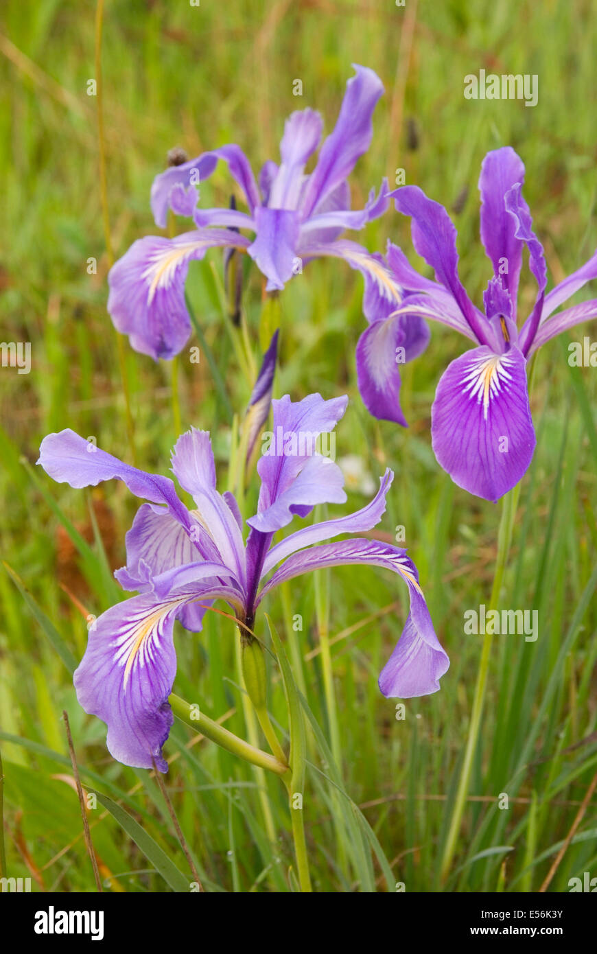 Iris douglasiana hi-res stock photography and images - Alamy