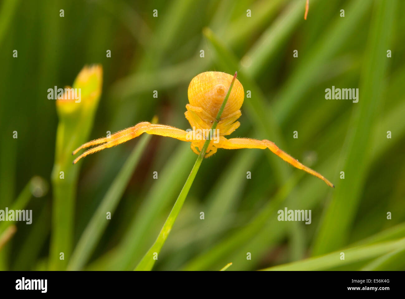 Northern Crab Spider Misumenops Asperatus William Finley National Wildlife Refuge Oregon