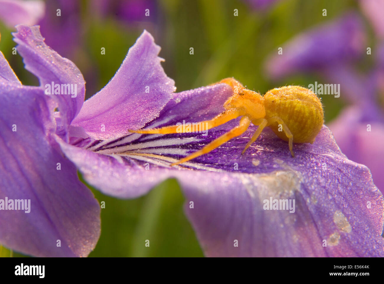 Douglas iris with Northern Crab Spider (Misumenops asperatus), William ...