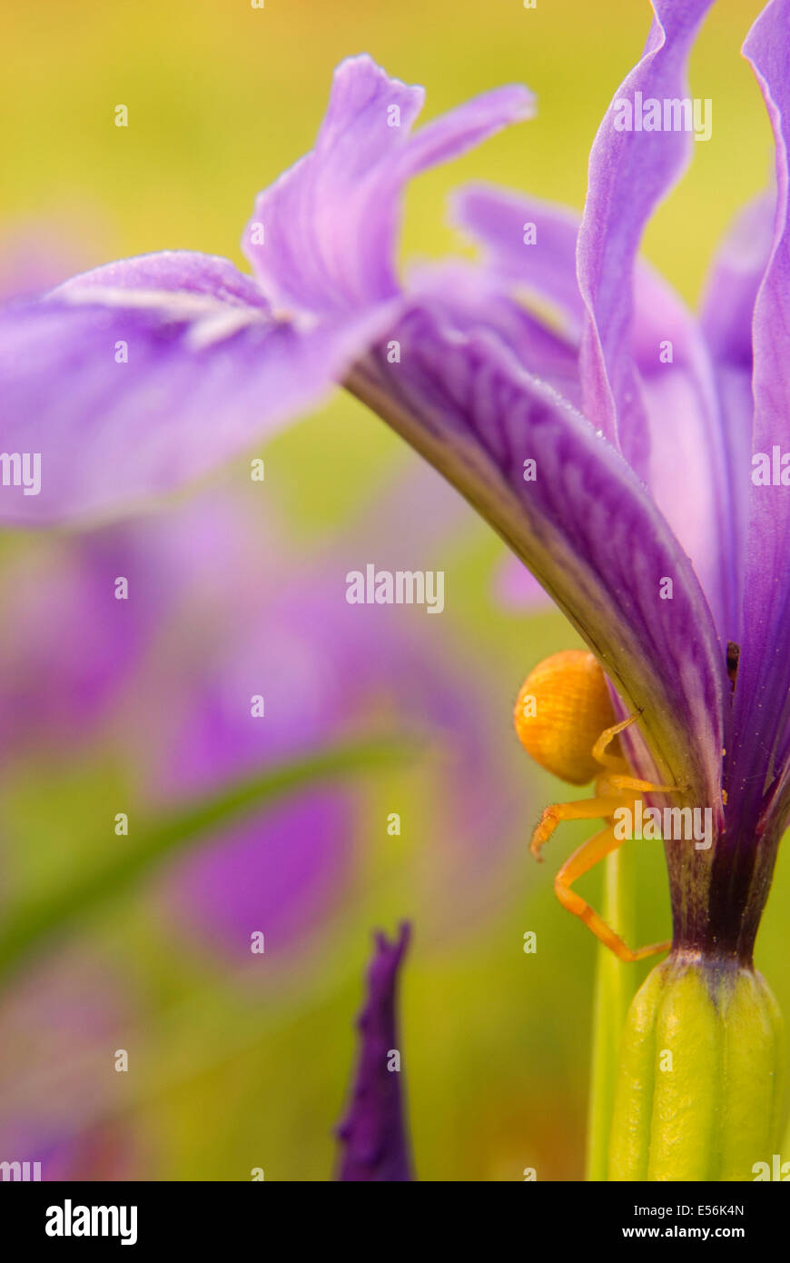 Douglas iris with Northern Crab Spider (Misumenops asperatus), William ...