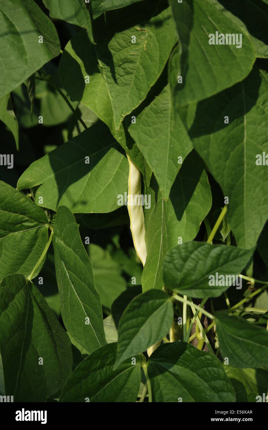 Vegetable garden summer time small farm Romania countryside Stock Photo ...
