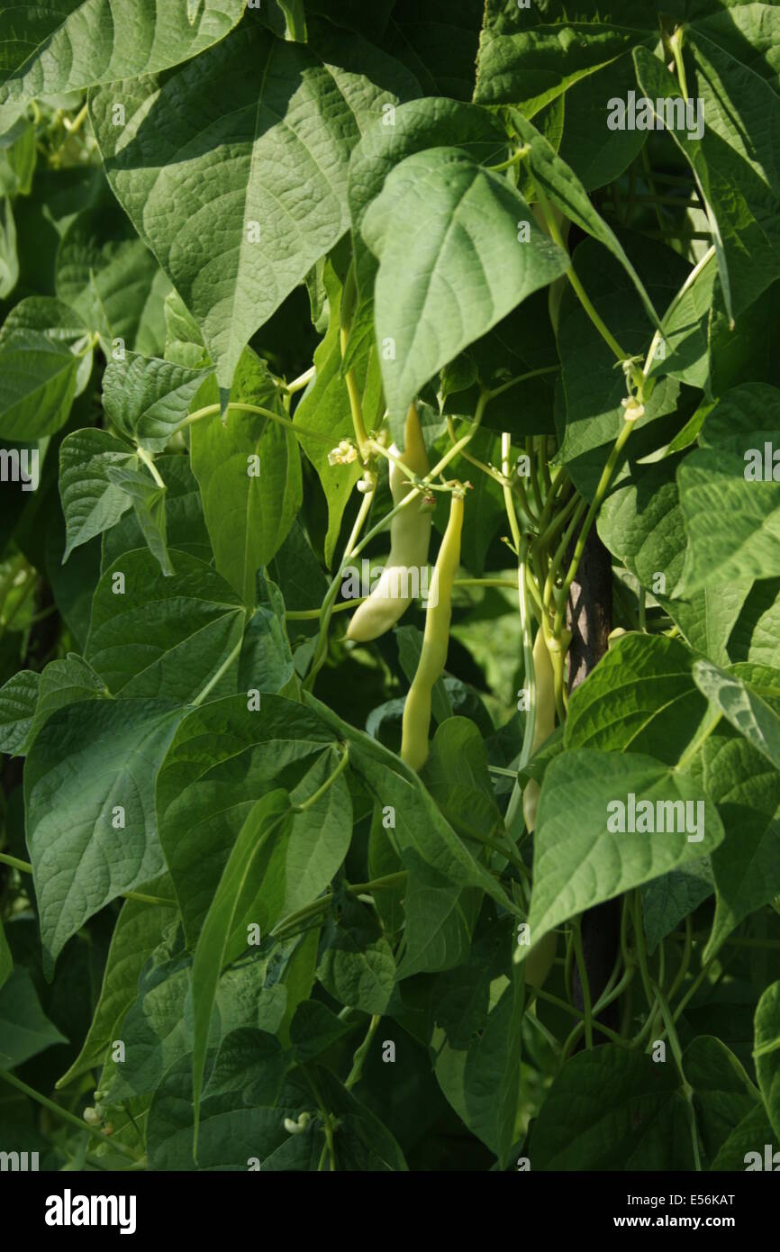 Vegetable garden summer time small farm Romania countryside Stock Photo ...