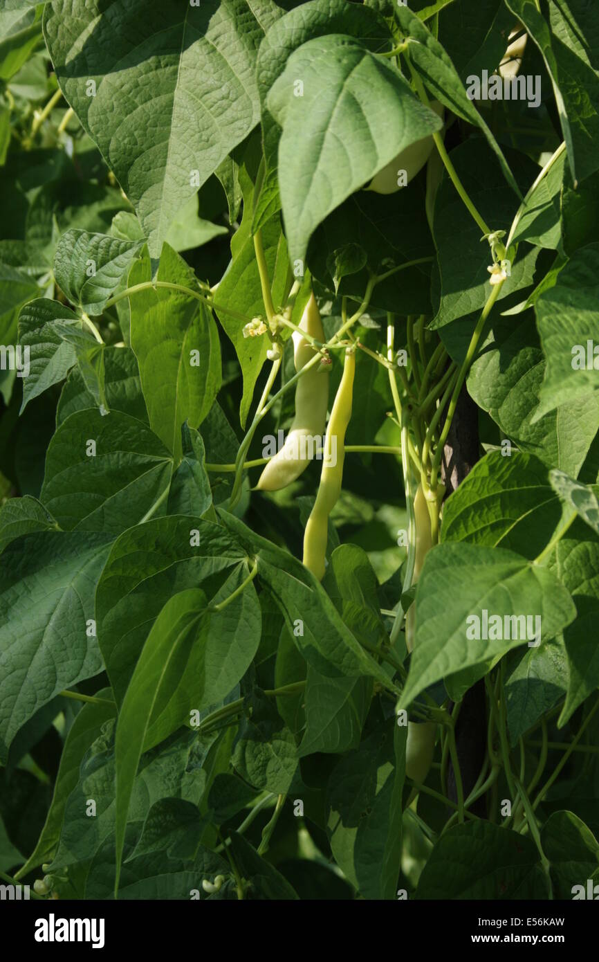 Vegetable garden summer time small farm Romania countryside Stock Photo ...