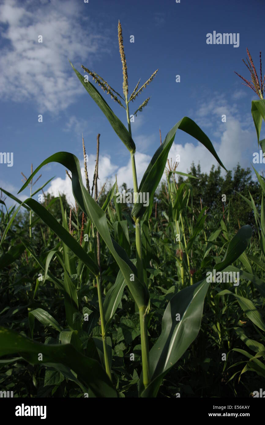 Ingredient cereal plant hi-res stock photography and images - Alamy