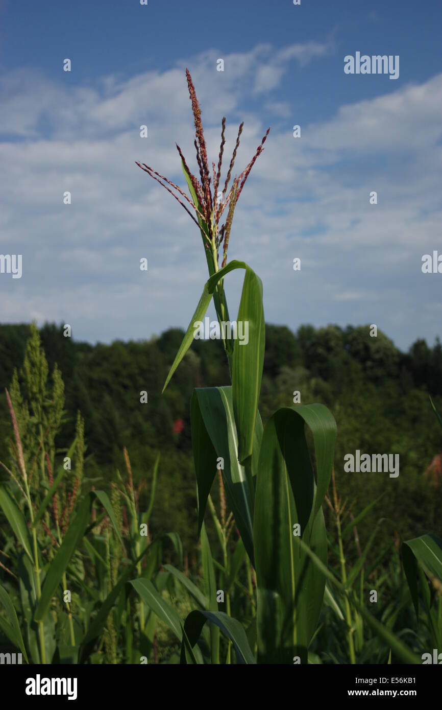 Tall corn plant growing in rural agricultural field in Romania Stock ...