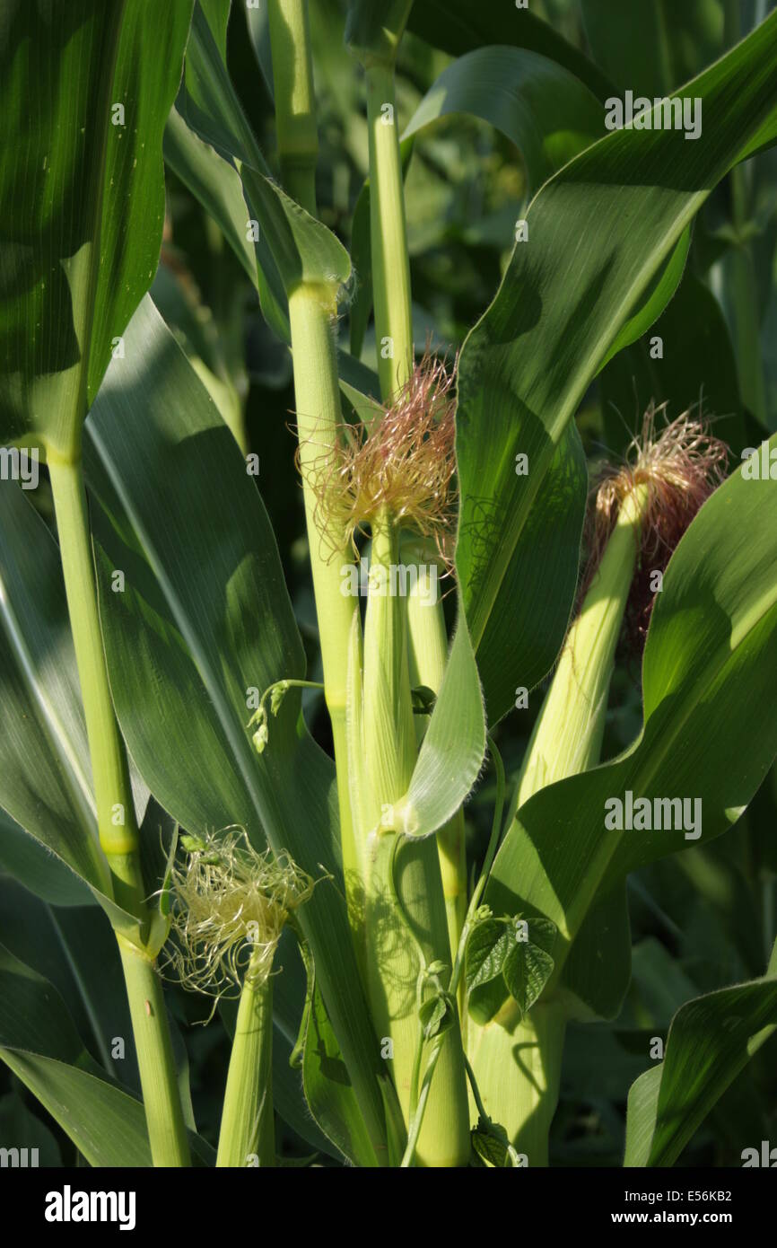 Corn plant with green cobs cultivated in rural agricultural field in ...