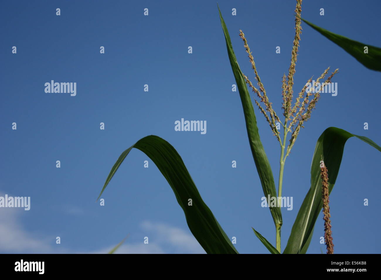 Tall corn plant growing in rural agricultural field in Romania Stock ...