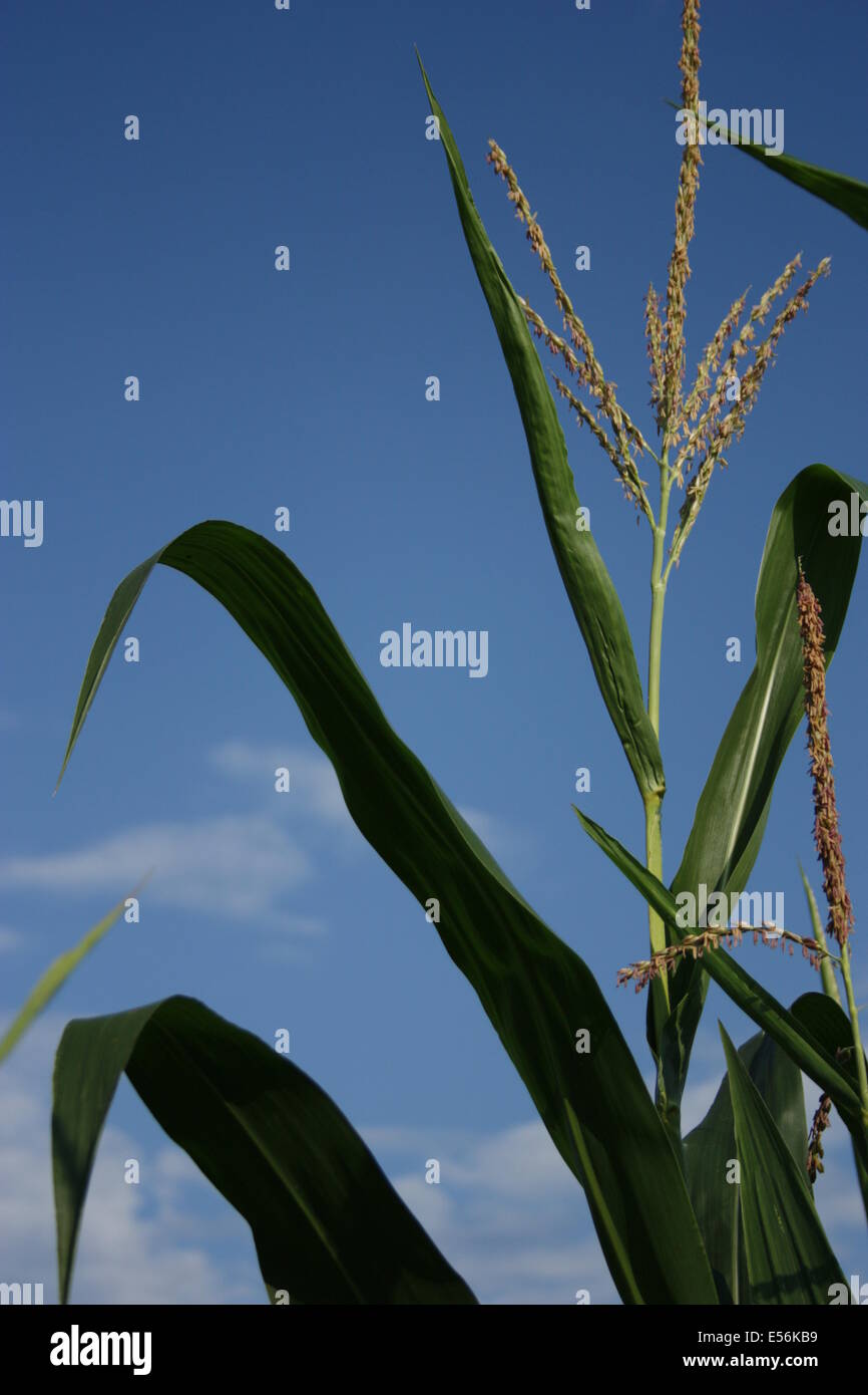 Vertical image corn plants growing hi-res stock photography and images ...