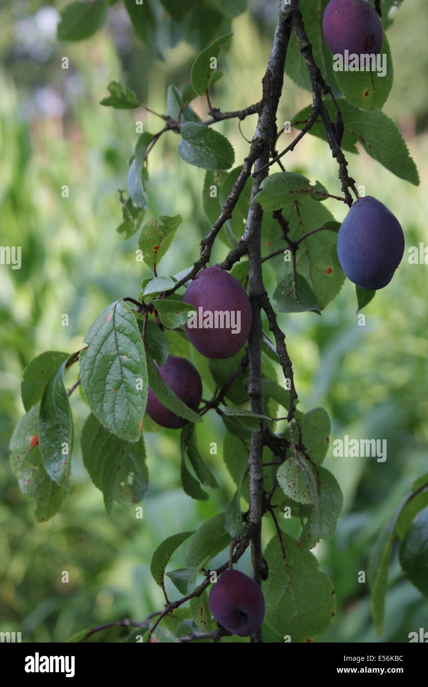 Plum tree branch with ripe plums Stock Photo - Alamy