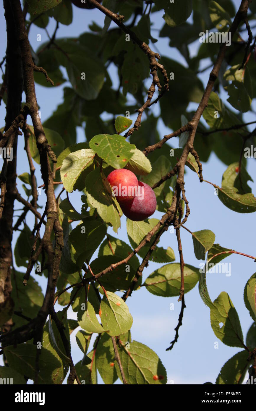 Italian prune plums hi-res stock photography and images - Alamy