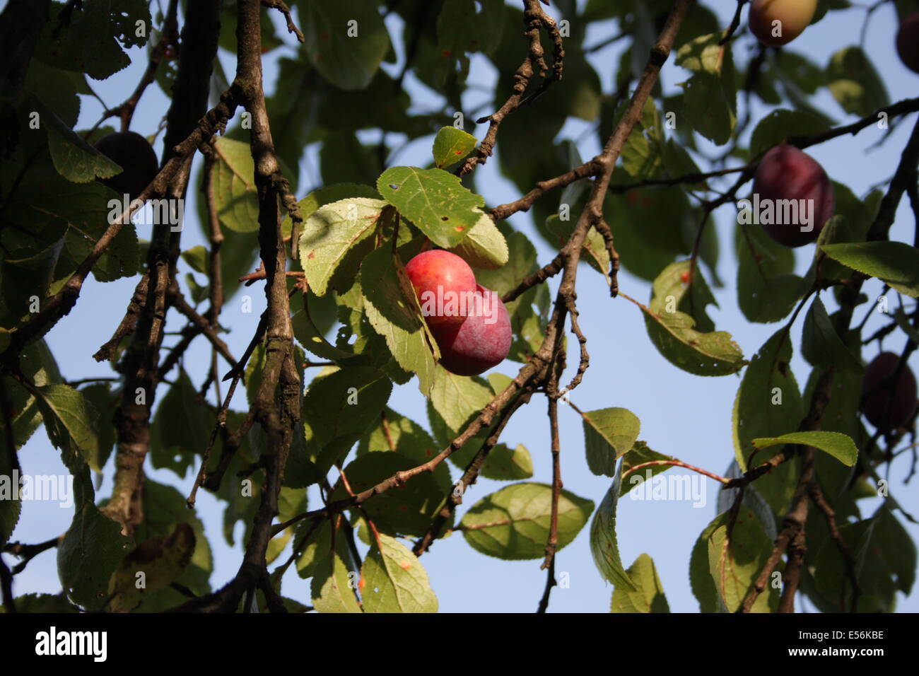 Italian prune plums hi-res stock photography and images - Alamy