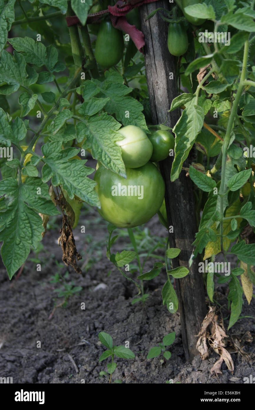 Vegetable garden summer time small farm Romania countryside Stock Photo ...