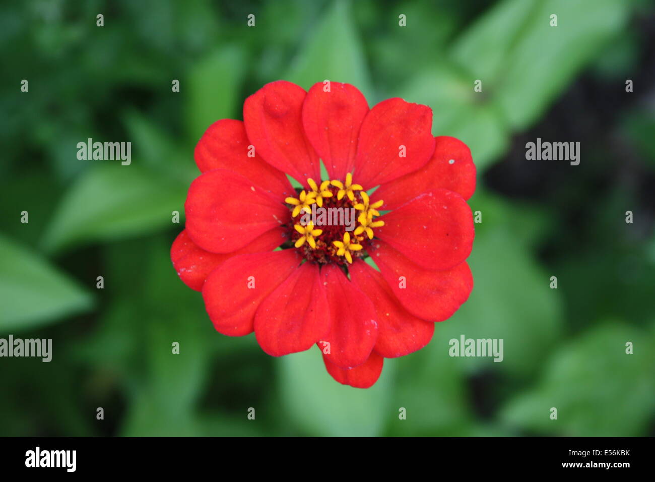 Common Zinnia flowers, close-up Zinnia Elegans,Est Europe, Romania ...