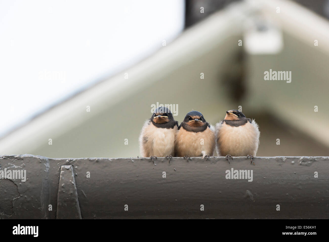 Hirundo rustica. Fledged Swallows waiting to be fed from an adult bird ...