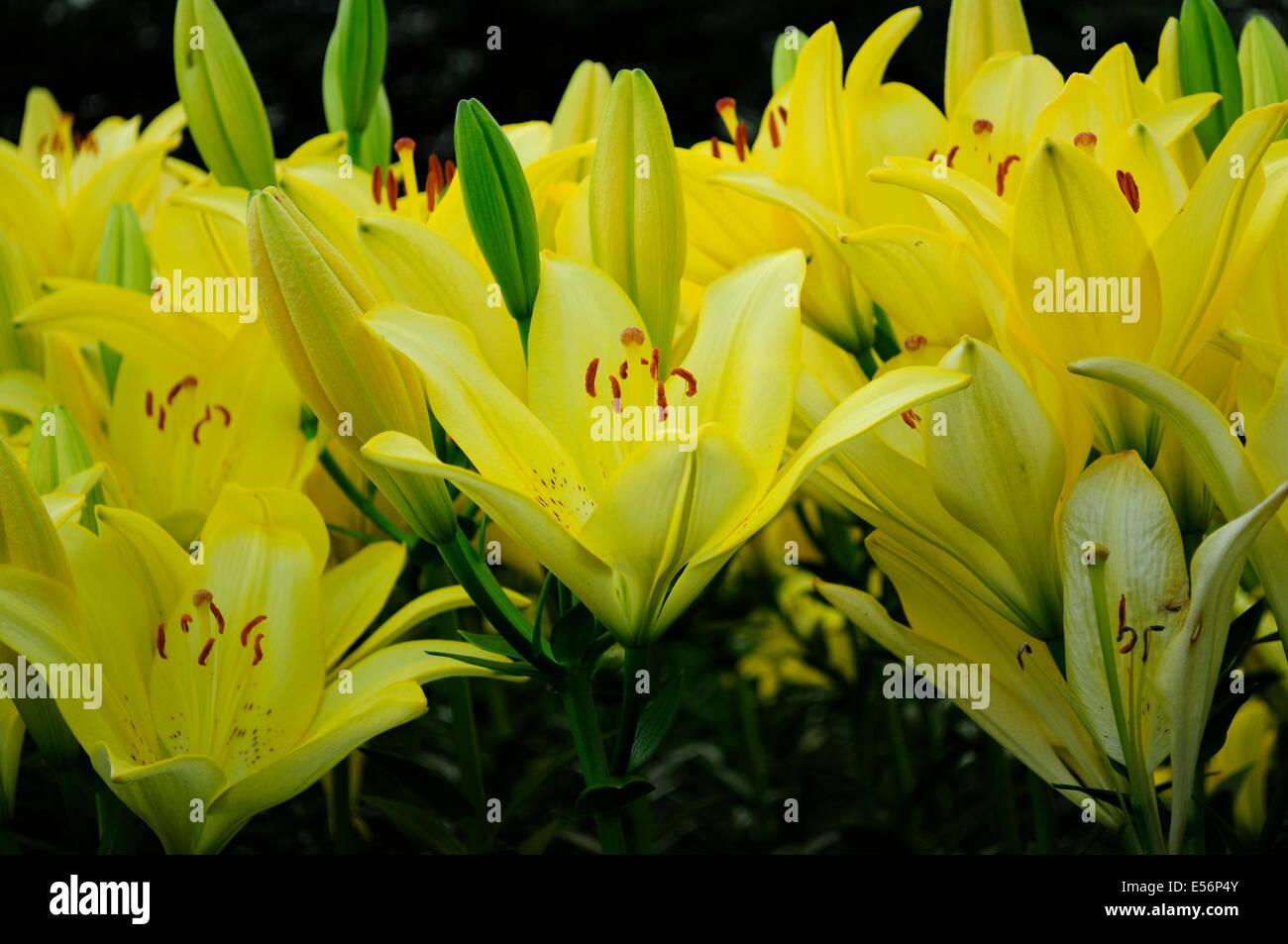 Fukaya green park hi-res stock photography and images - Alamy